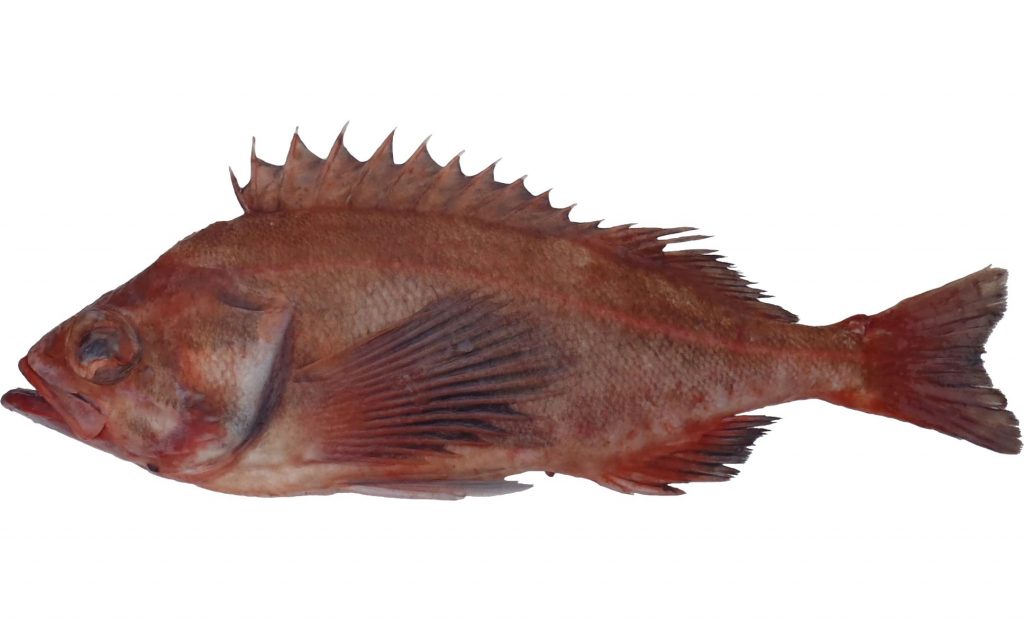 Fish ID Tools - RecFin