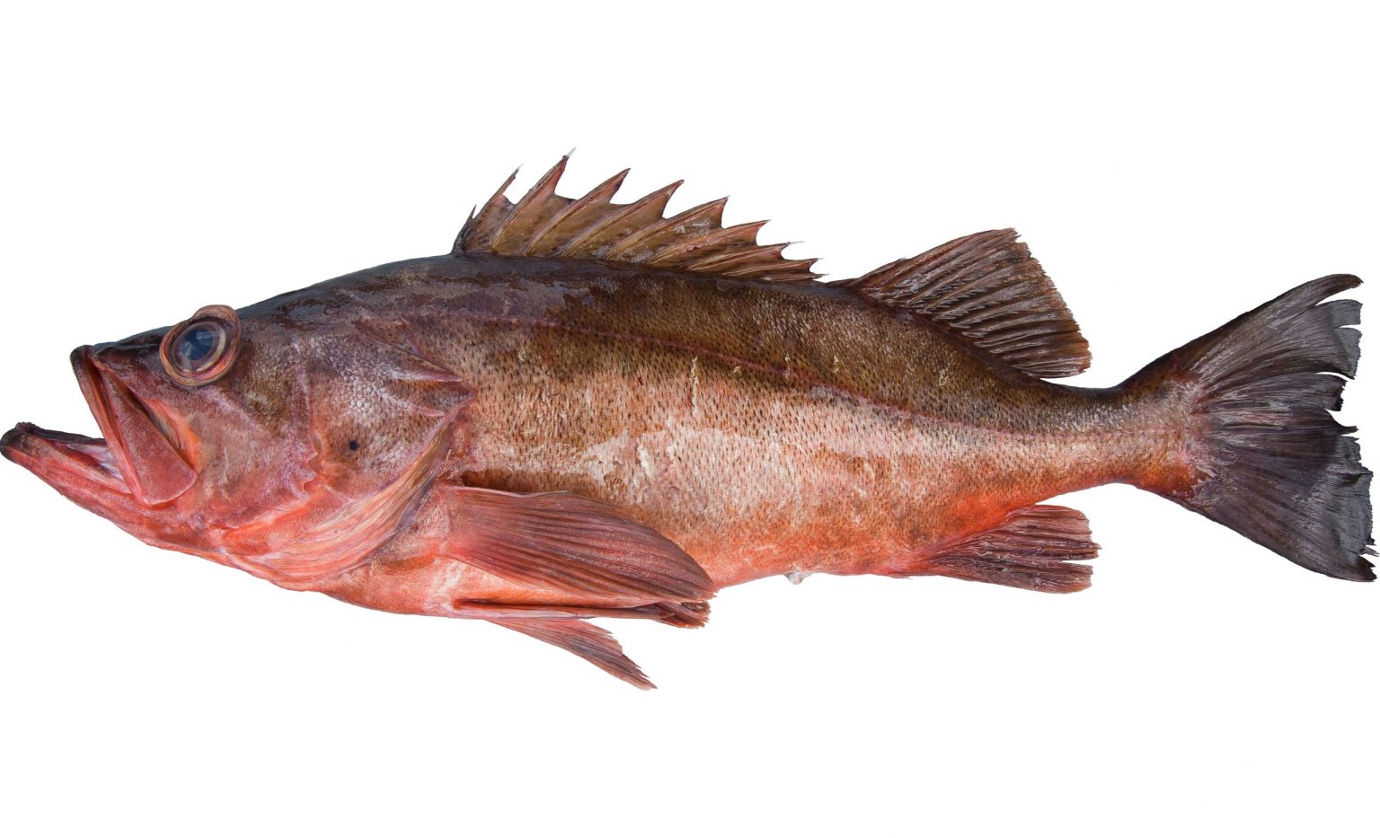 Fish ID Tools - RecFin