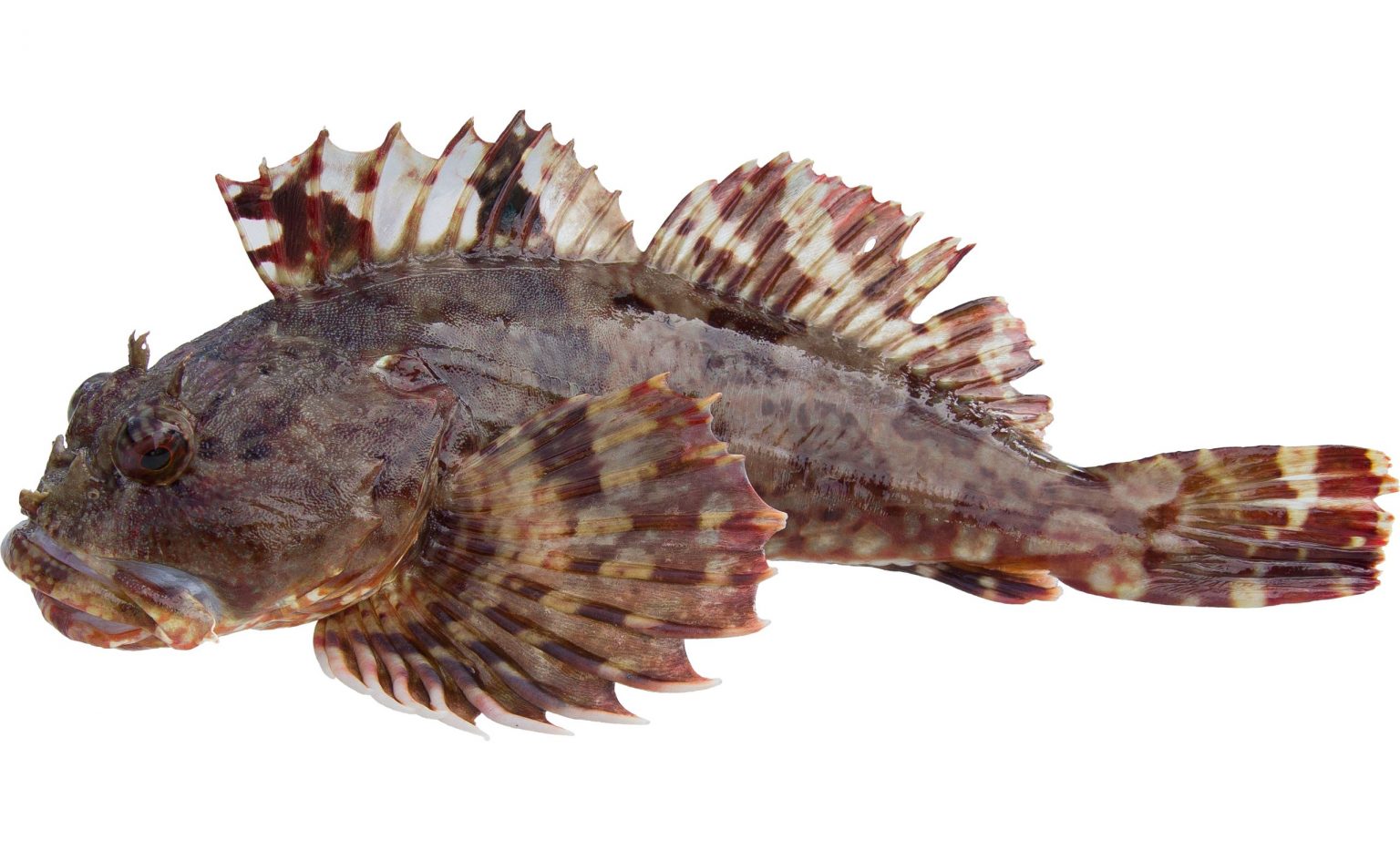 Fish ID Tools - RecFin