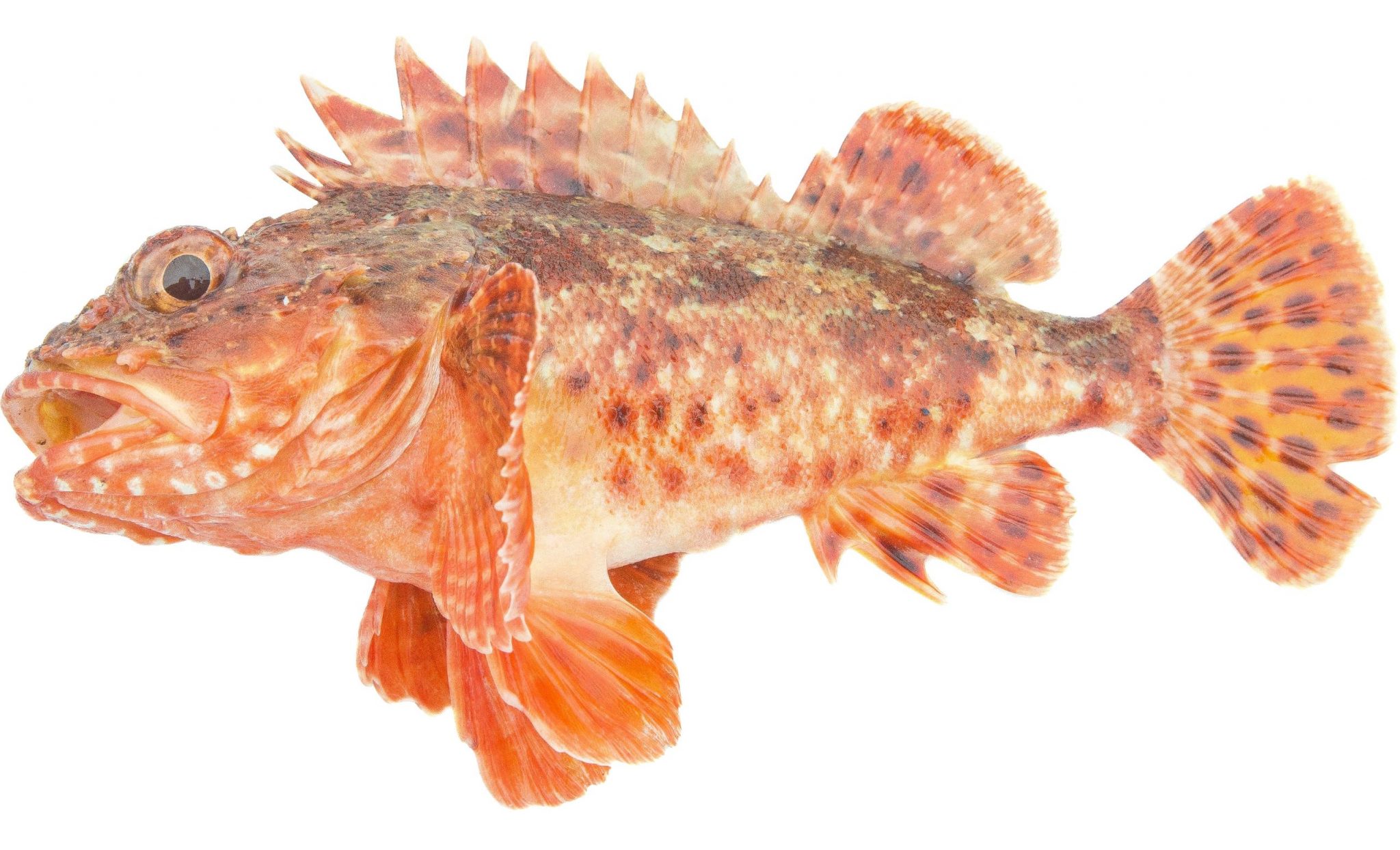 Fish ID Tools - RecFin