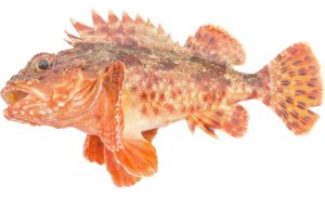 Fish ID Tools - RecFin