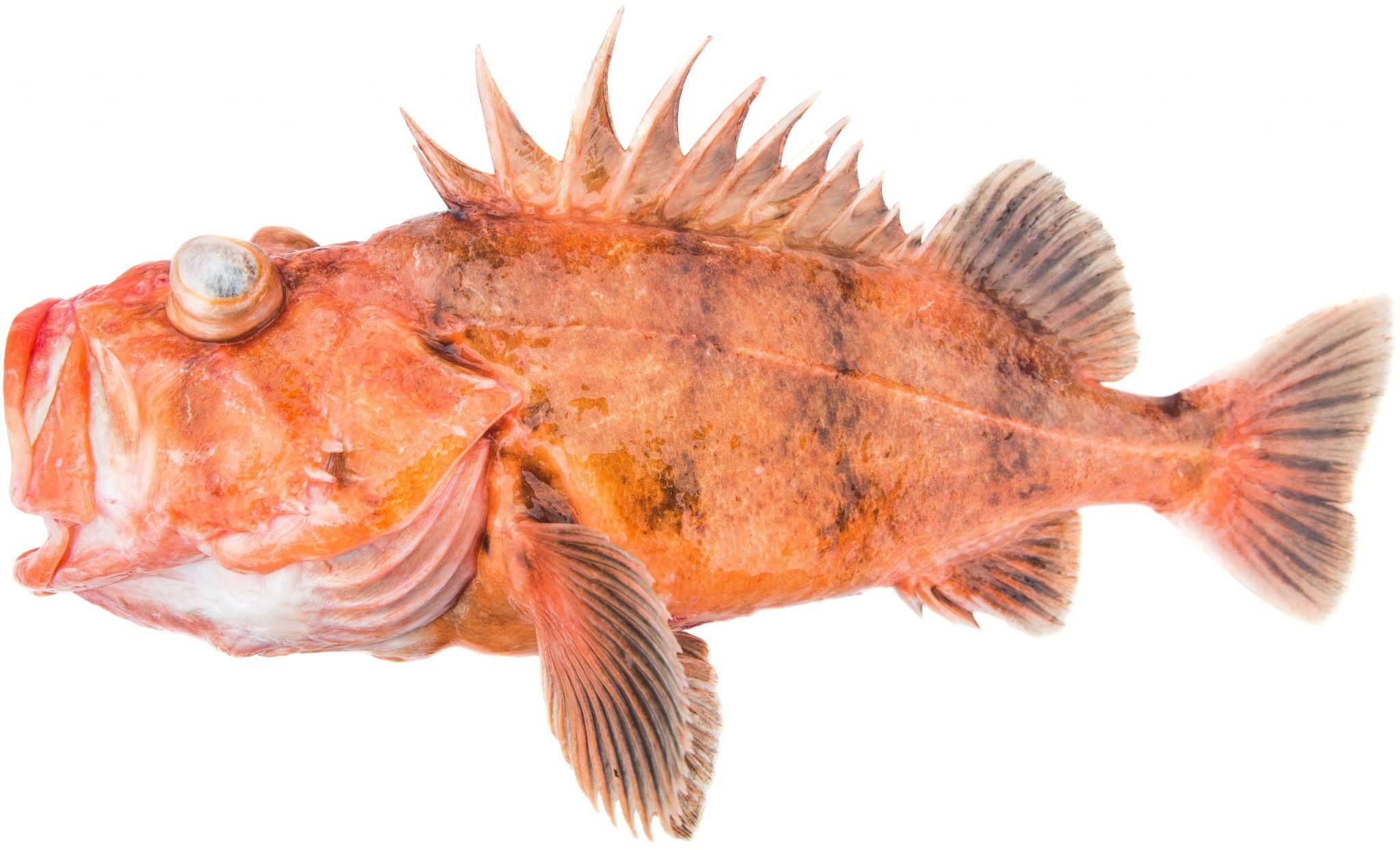 Fish ID Tools - RecFin