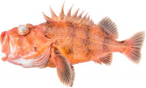 Fish ID Tools - RecFin